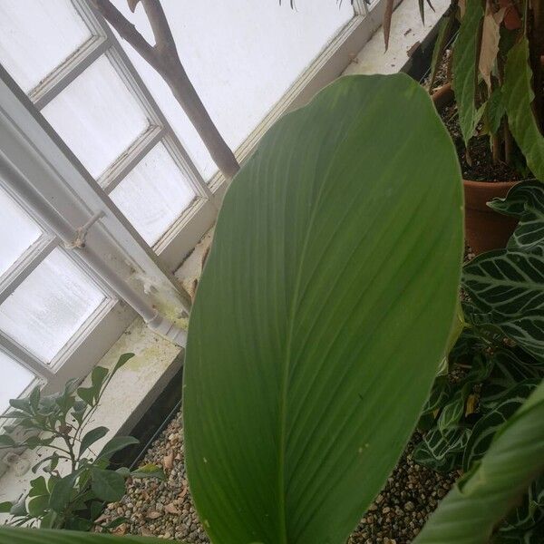 Hidden Ginger (Curcuma Petiolata) Plant Care & How to Grow, Water