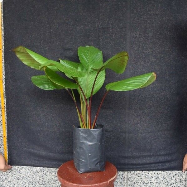 Curcuma Sumatrana Plant Care & How to Grow, Water