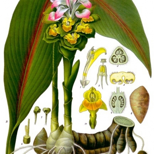 White Turmeric (Curcuma Zedoaria) Plant Care & How to Grow, Water