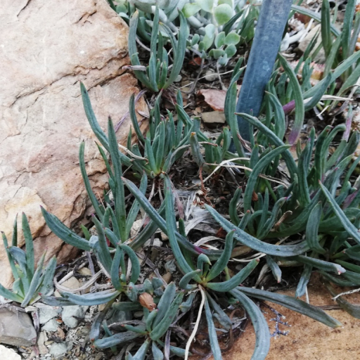 Curio Acaulis Plant Care & How to Grow, Water