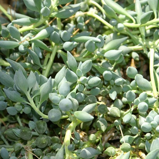 String Of Pearls (Curio Citriformis) Plant Care & How to Grow, Water