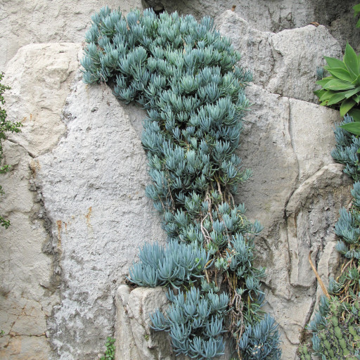 Blue Fingers (Curio Talinoides) Plant Care & How to Grow, Water