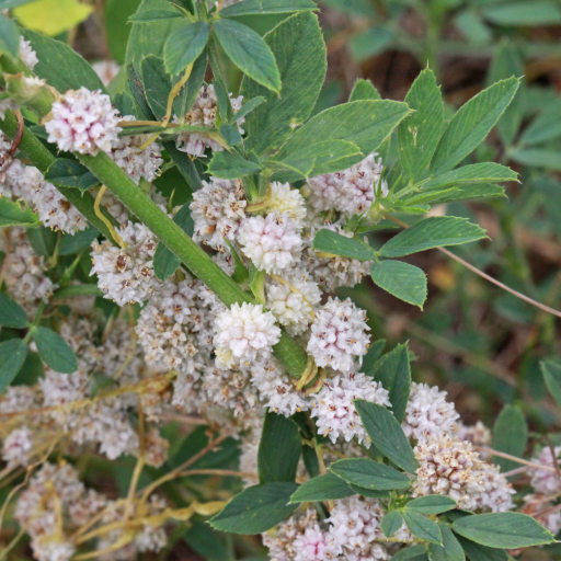 Common Chrysanthemum (Dendranthema Grandiflorum) Plant Care & How to ...