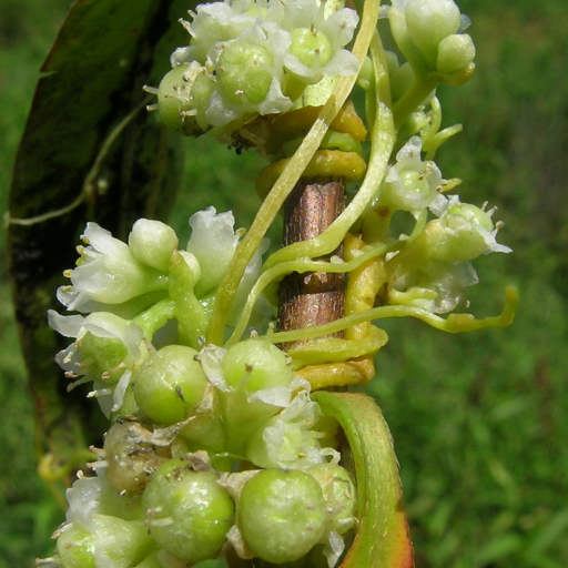 Australian Dodder (Cuscuta Australis) Plant Care & How to Grow, Water