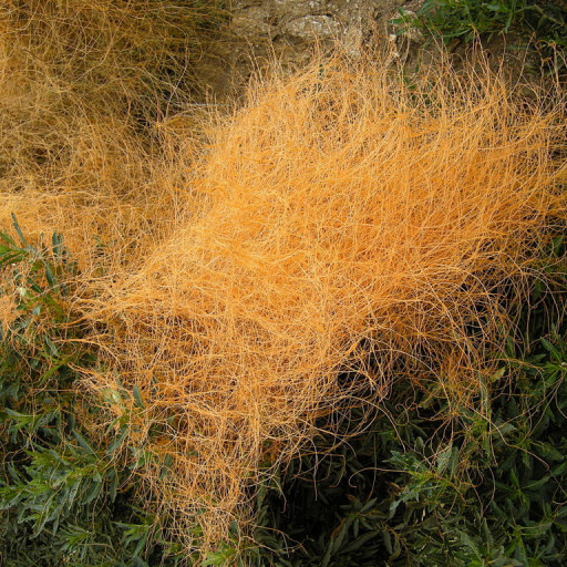 Chaparral Dodder (Cuscuta Californica) Plant Care & How to Grow, Water