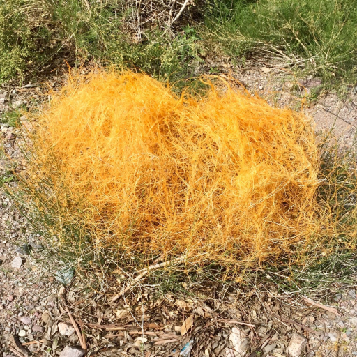 Desert Dodder (Cuscuta Denticulata) Plant Care & How to Grow, Water