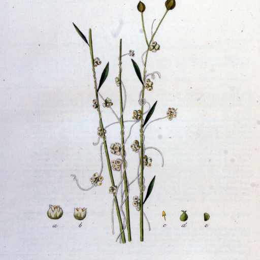 European Fan Palm (Chamaerops Humilis) Plant Care & How to Grow, Water