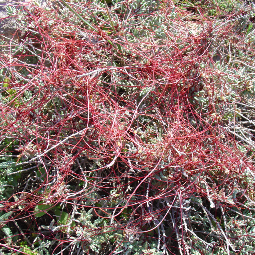 Clover Dodder (Cuscuta Epithymum) Plant Care & How to Grow, Water