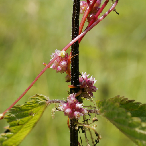 Greater Dodder (Cuscuta Europaea) Plant Care & How to Grow, Water
