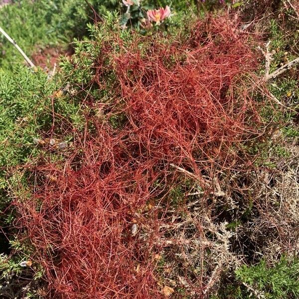 Small-seed Alfalfa Dodder (Cuscuta Planiflora) Plant Care & How to Grow ...