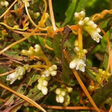 Smartweed Dodder (Cuscuta Polygonorum) Plant Care & How to Grow, Water