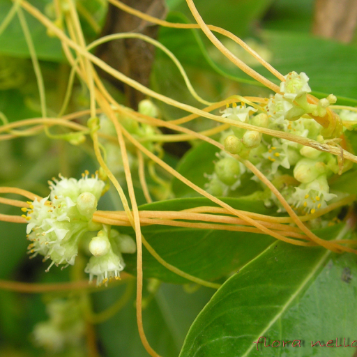 Giant Dodder (Cuscuta Reflexa) Plant Care & How to Grow, Water