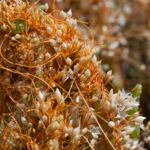 Salt Marsh Dodder (Cuscuta Salina) Plant Care & How to Grow, Water