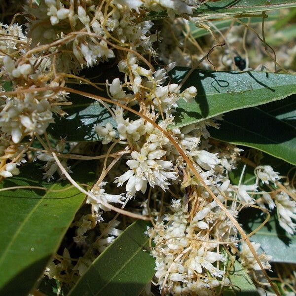 Canyon Dodder (Cuscuta Subinclusa) Plant Care & How to Grow, Water