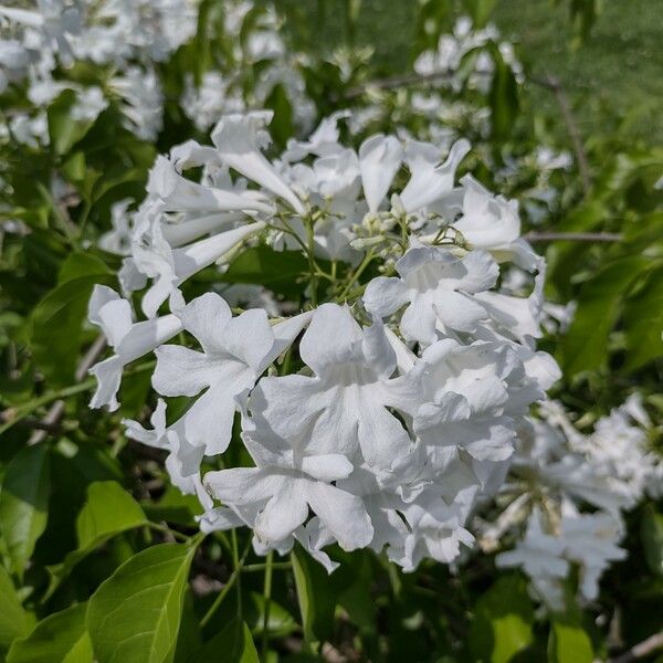 Cuspidaria Convoluta Plant Care & How to Grow, Water