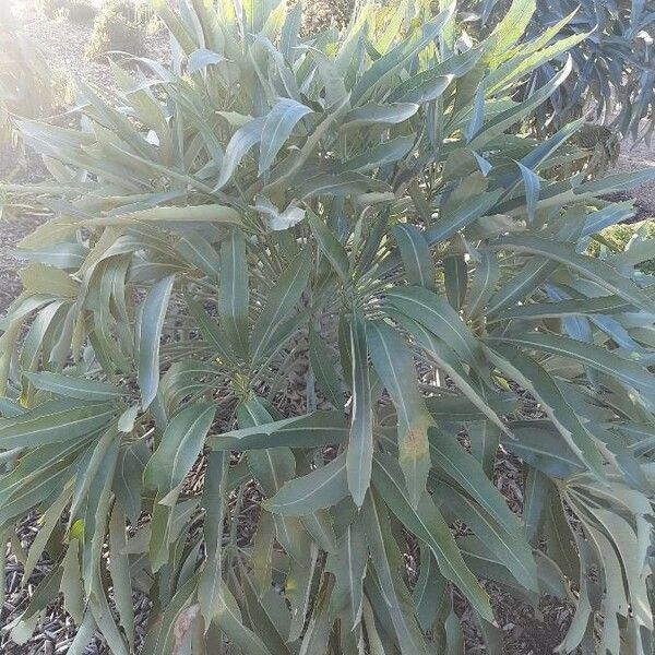 Five-Finger Tree (Cussonia Natalensis) Plant Care & How to Grow, Water