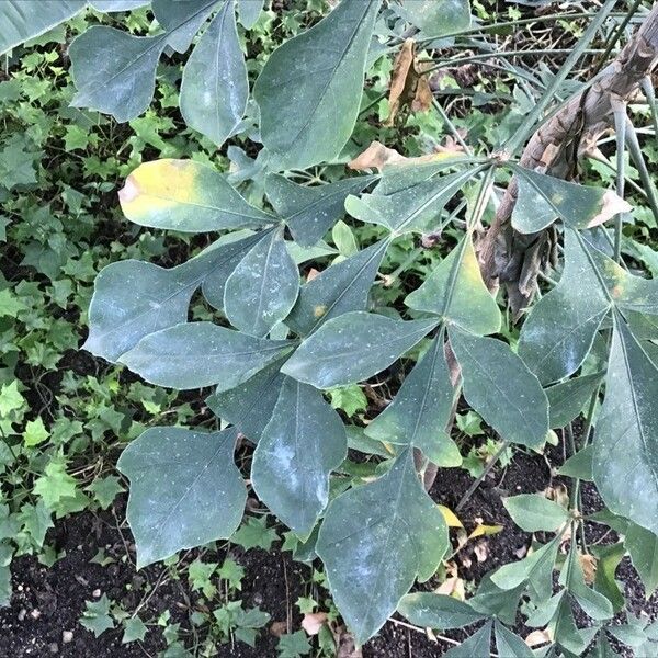Zulu Cabbage Tree (Cussonia Zuluensis) Plant Care & How to Grow, Water