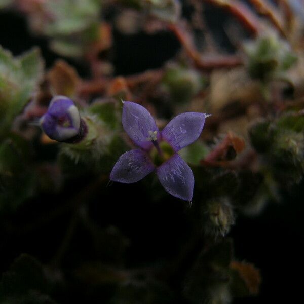 Cyananthus Hookeri Plant Care & How to Grow, Water