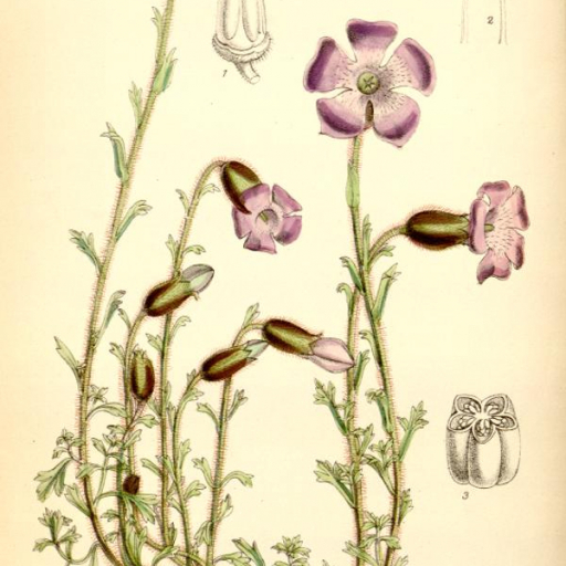 Cyananthus Lobatus Plant Care & How to Grow, Water