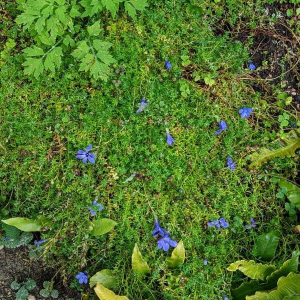 Cyananthus Microphyllus Plant Care & How to Grow, Water