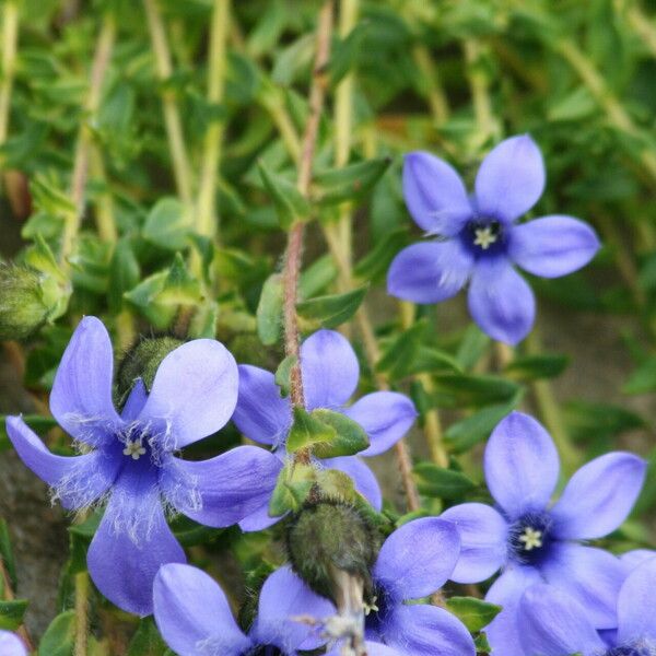 Cyananthus Sherriffii Care Guide: Water, Soil & Propagation - Plantiary
