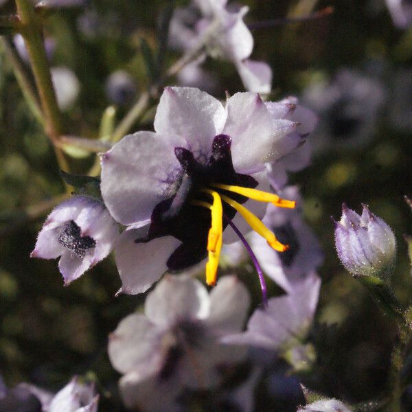 Tinsel Flower (Cyanostegia Angustifolia) Plant Care & How to Grow, Water