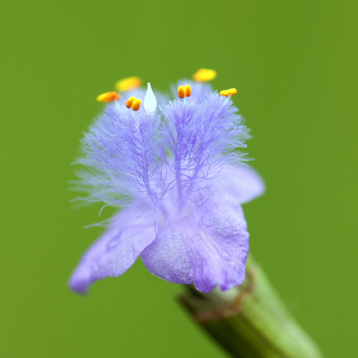 Creeping Cradle (Cyanotis Axillaris) Plant Care & How to Grow, Water