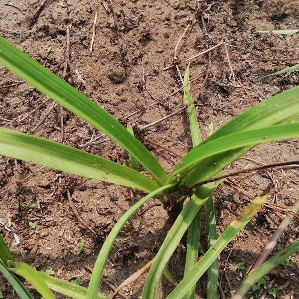 Cyanotis Longifolia Care Guide: Water, Soil & Propagation - Plantiary