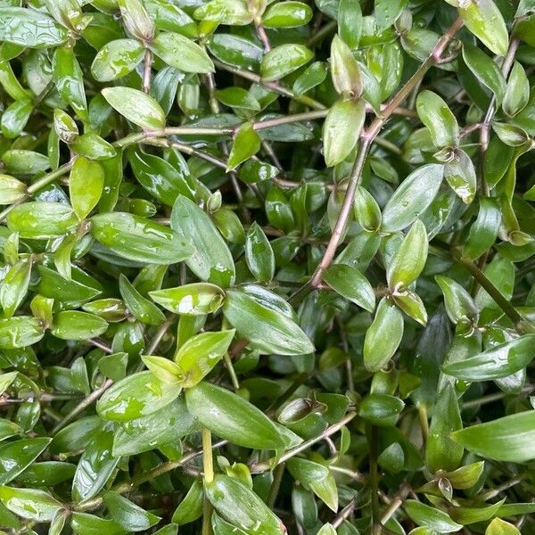 Cyanotis Obtusa Care Guide: Water, Soil & Propagation - Plantiary