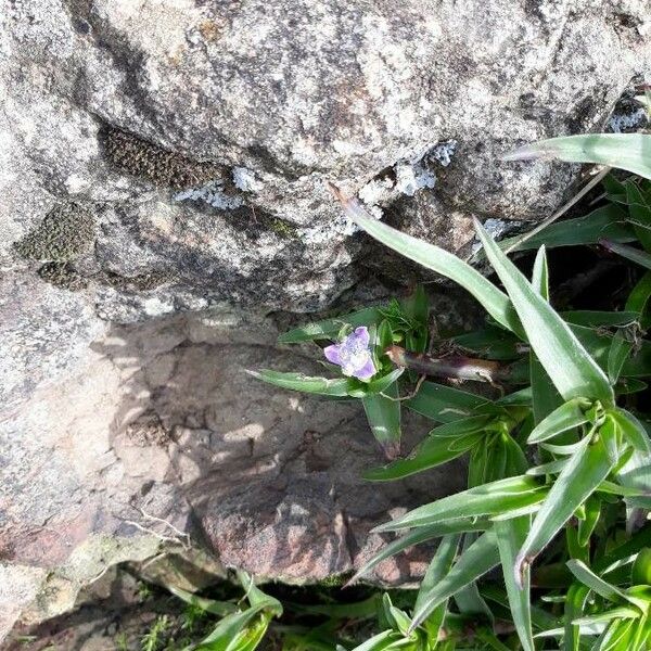 Cyanotis Polyrrhiza Care Guide: Water, Soil & Propagation - Plantiary