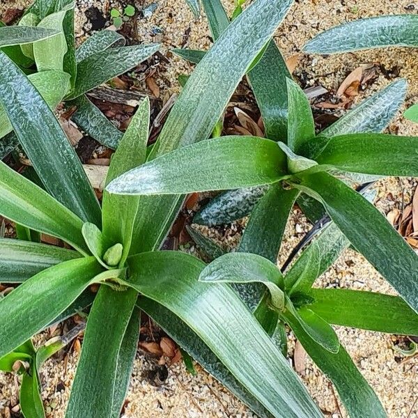 Cyanotis Robusta Plant Care & How to Grow, Water