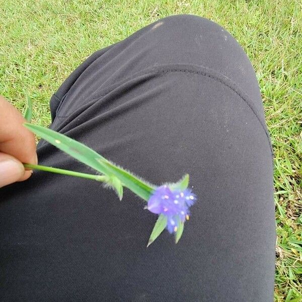 Wandering Dew-Grass (Cyanotis Vaga) Plant Care & How to Grow, Water