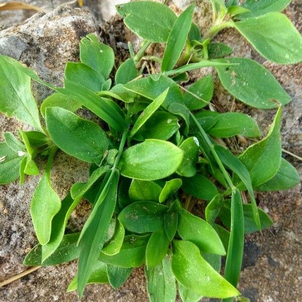 Cyanotis Villosa Care Guide: Water, Soil & Propagation - Plantiary
