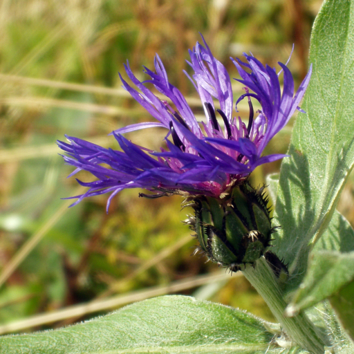 Mountain Bluet (Cyanus Montanus) Plant Care & How to Grow, Water
