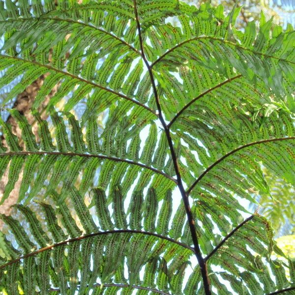 Cyathea Baileyana Plant Care & How to Grow, Water