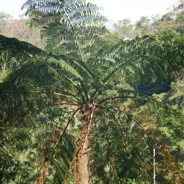 Cyathea Chinensis Plant Care & How to Grow, Water