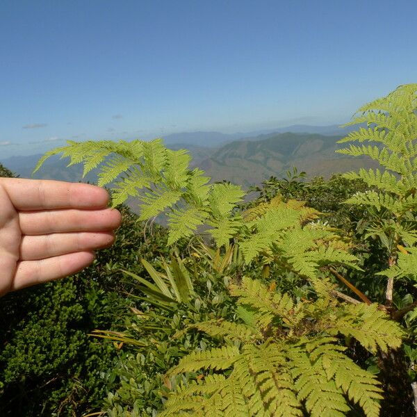 Cyathea Cicatricosa Care Guide: Water, Soil & Propagation - Plantiary