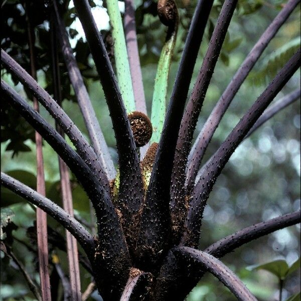 Cyathea Contaminans Plant Care & How to Grow, Water