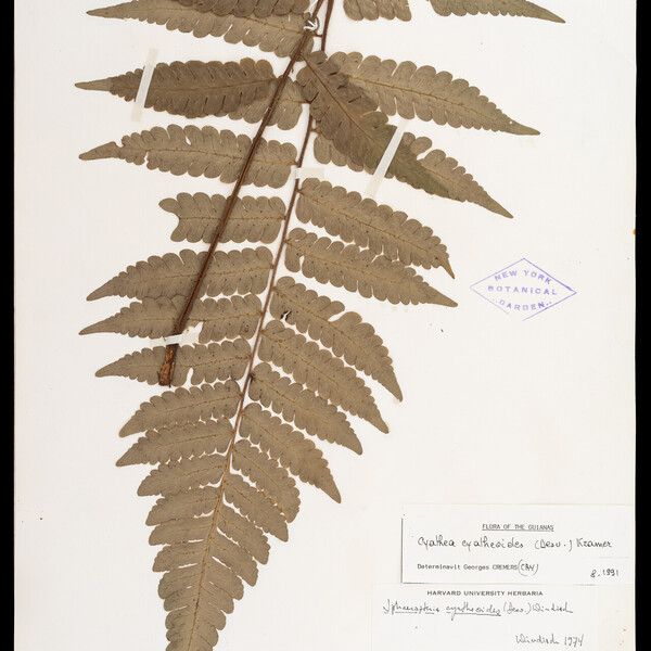 Cyathea Cyatheoides Plant Care & How to Grow, Water