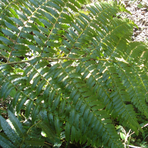 Cyathea Delgadii Plant Care & How to Grow, Water