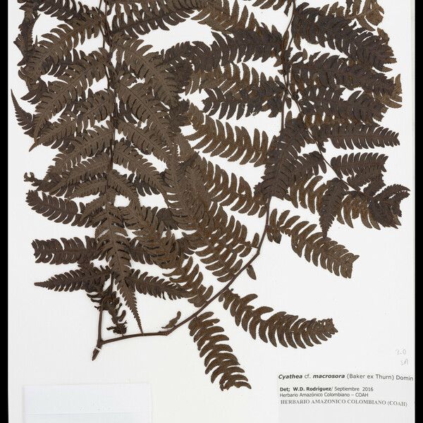 Cyathea Macrosora Plant Care & How to Grow, Water