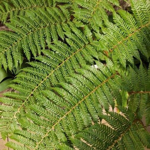 Cyathea Pallescens Care Guide: Water, Soil & Propagation - Plantiary