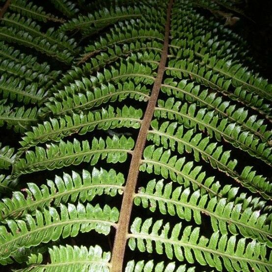 Cyathea Schiedeana Plant Care & How to Grow, Water