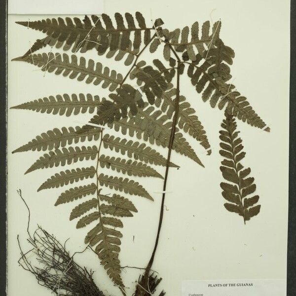 Cyathea Surinamensis Plant Care & How to Grow, Water
