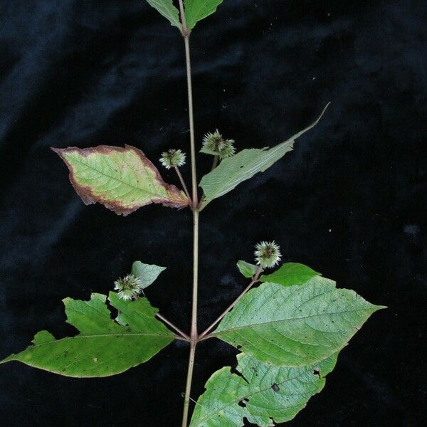 Cyathula Capitata Plant Care & How to Grow, Water