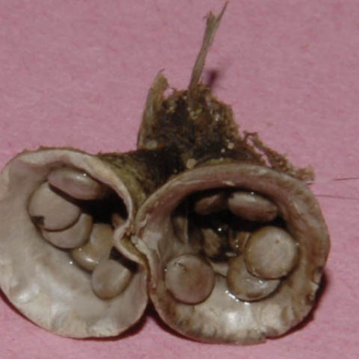 Field Bird's Nest Fungus (Cyathus Olla) Plant Care & How to Grow, Water