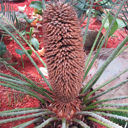 Cycas Cairnsiana Care Guide: Water, Soil & Propagation - Plantiary