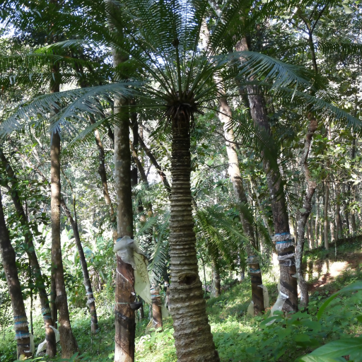 Queen Sago (Cycas Circinalis) Plant Care & How to Grow, Water