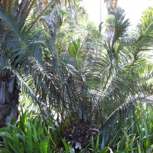 Cycas Guizhouensis Plant Care & How to Grow, Water