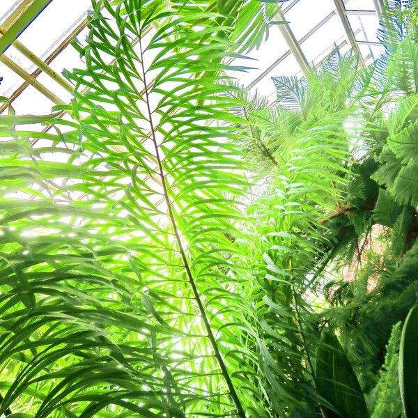 Fork-Leaf Cycas (Cycas Micholitzii) Plant Care & How to Grow, Water